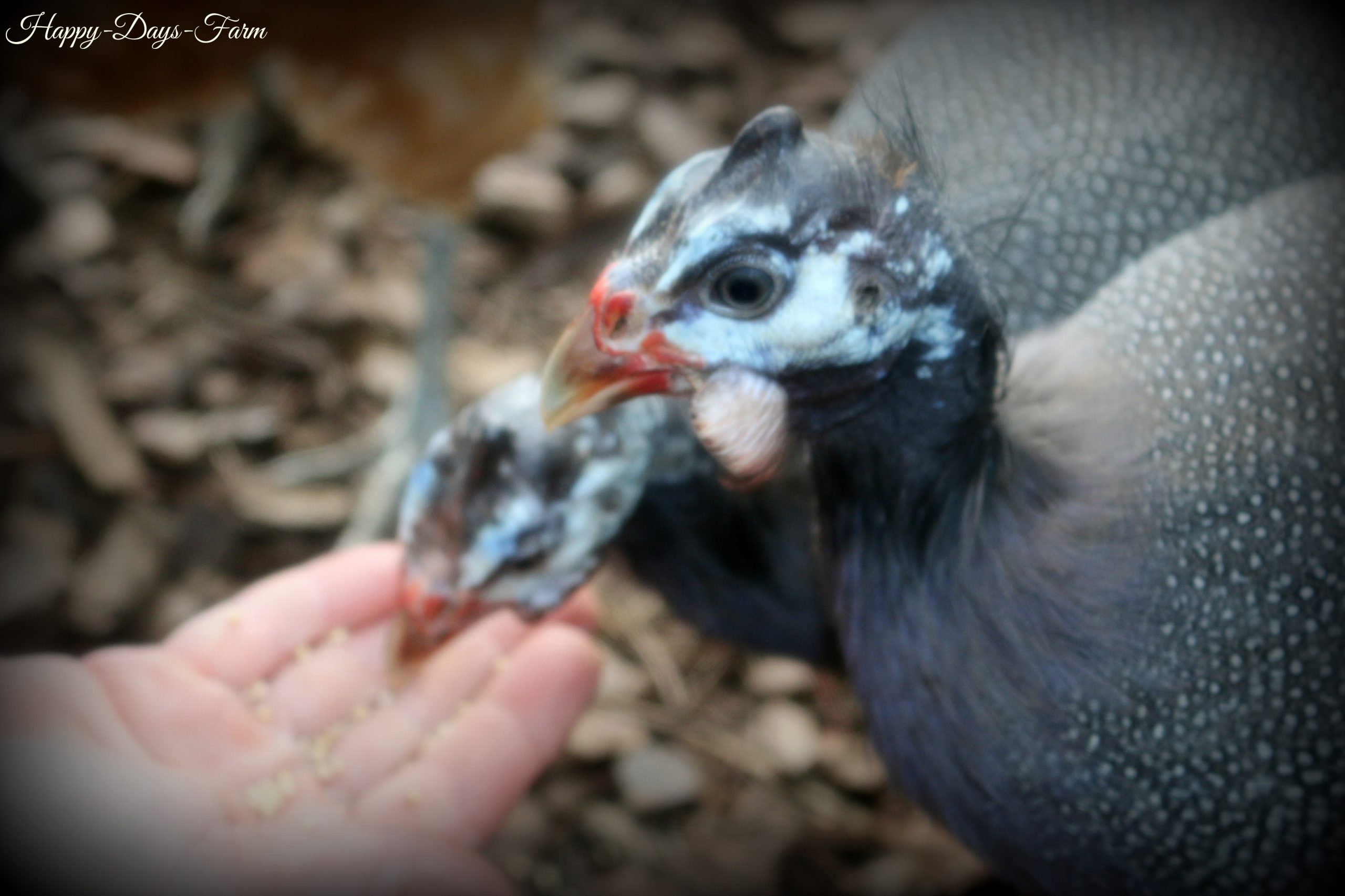 Keeping Guinea Fowl Safe - Backyard Poultry